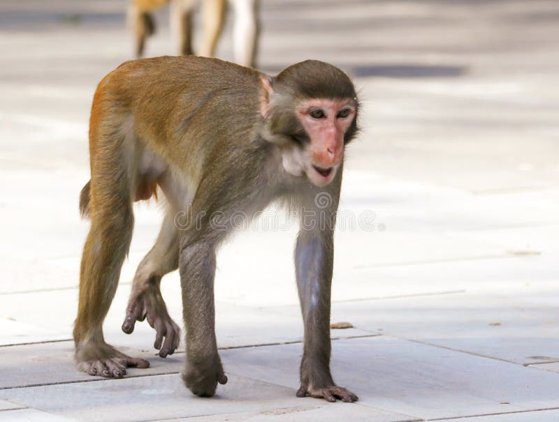 Monkey walks in the park stock image. Image of wild - 178435595