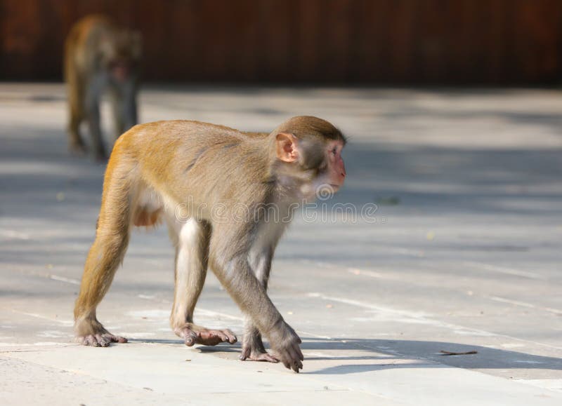Monkey walks in the park stock image. Image of animal - 179256127