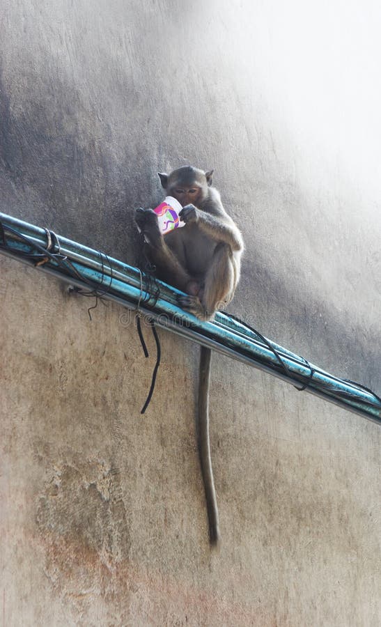 Monkey On A Wall Picture. Image: 2069799