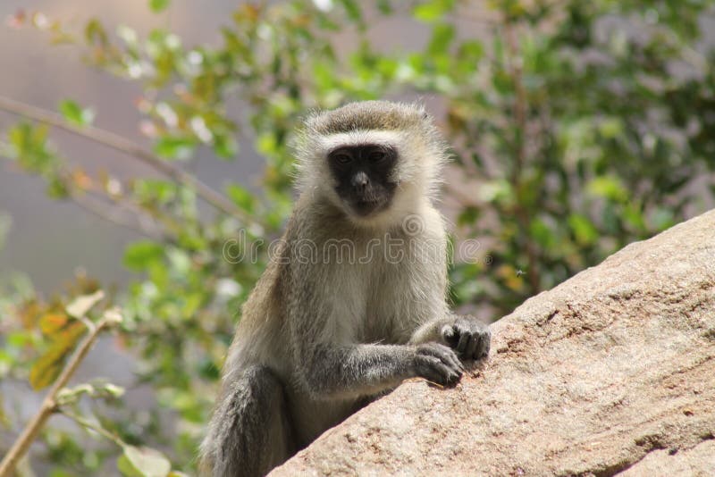Monkey on a wall stock image. Image of macaque, branch - 219351805