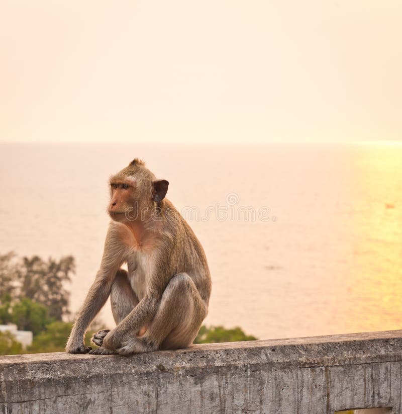 Monkey on a wall at sunset stock image. Image of cute - 23206585