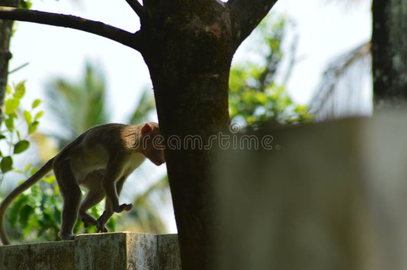 Monkey on wall top playing stock photo. Image of monkey - 181594978