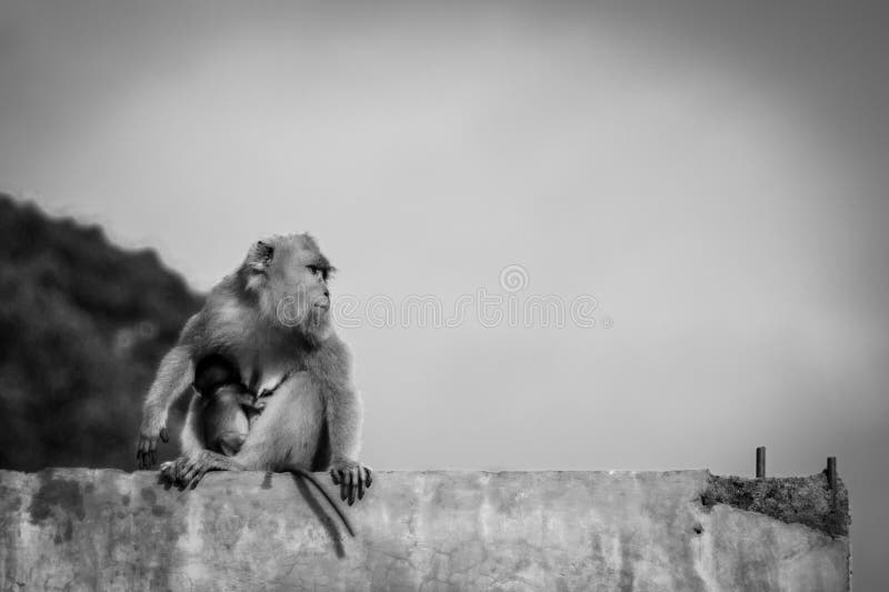 Monkey on the wall top stock image. Image of sketch - 262159501