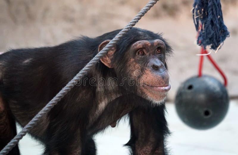 The monkey wants to play stock image. Image of play - 121054487