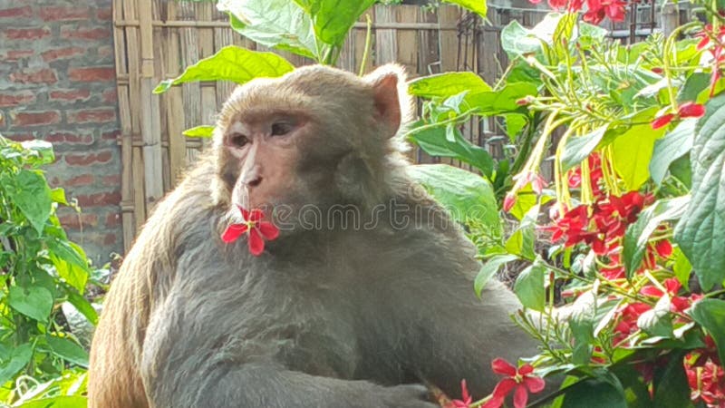 Monkey Was Eating Tree Flowers Stock Photos - Free & Royalty-Free Stock ...