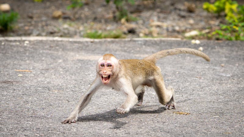 A Monkey Was Intimidating and Terrified of Danger Stock Image - Image ...