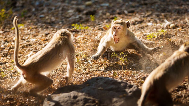 Monkey Was Intimidating and Terrified of Danger Stock Photo - Image of ...
