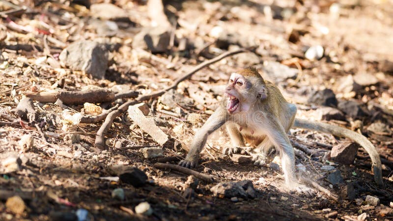 Shocked Macaque Stock Photos - Free & Royalty-Free Stock Photos from ...