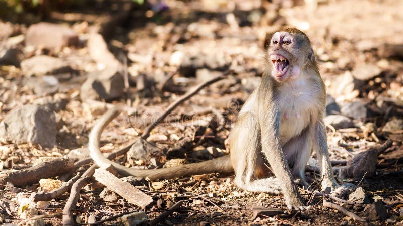 A Monkey Was Intimidating and Terrified of Danger Stock Photo - Image ...