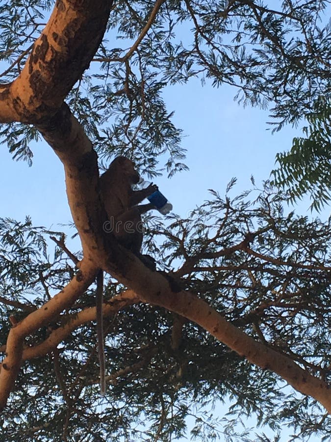 Monkey Soo Smart Stock Photos - Free & Royalty-Free Stock Photos from ...