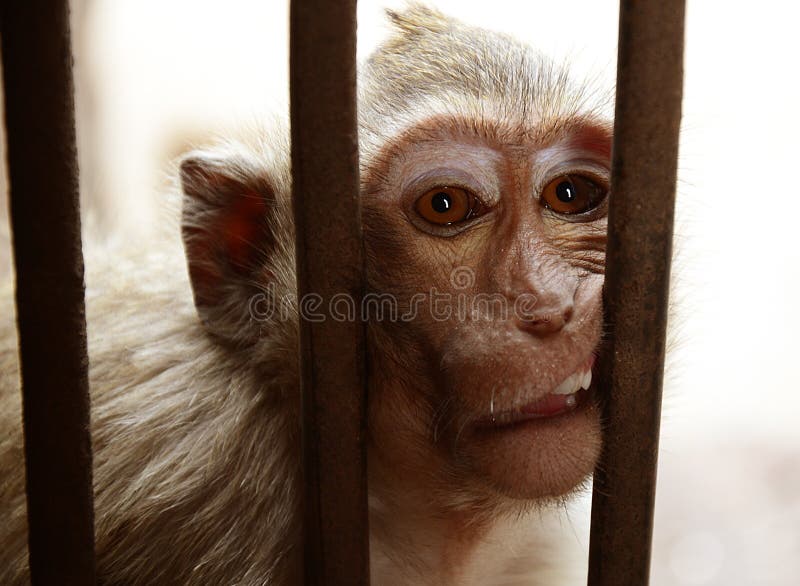 552 Monkey Trapped Photos - Free & Royalty-Free Stock Photos from ...
