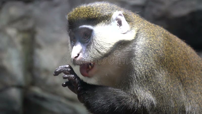 The Monkey Washes. the Monkey Licks His Hand Stock Video - Video of ...