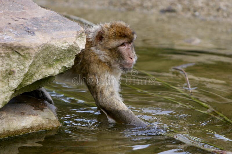 Monkey water stock image. Image of monkey, water, rocks - 25975589