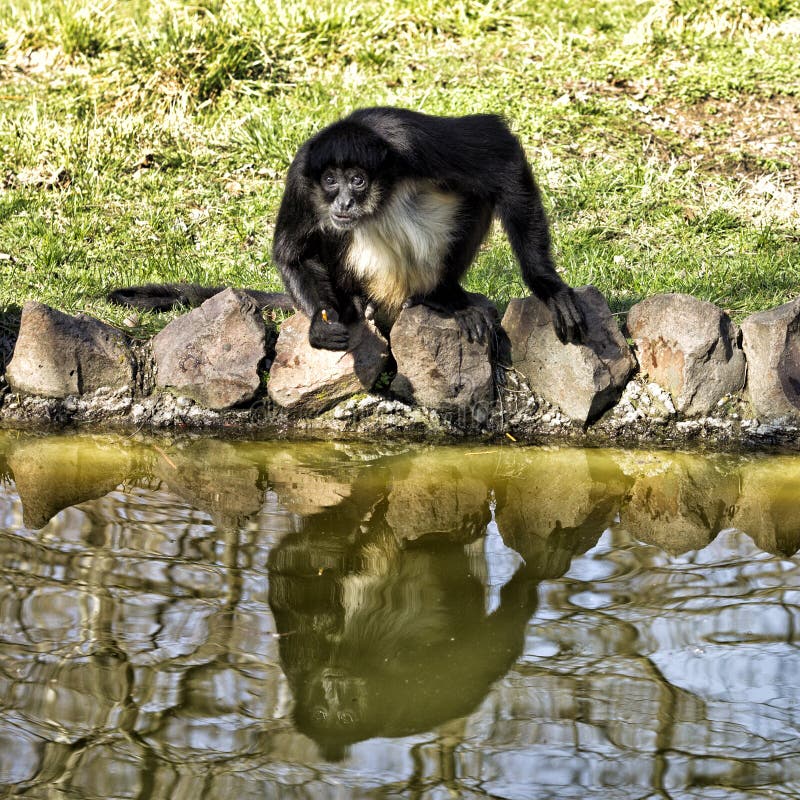 Monkey by the Water, Eating Stock Image - Image of gibbon, hanging ...
