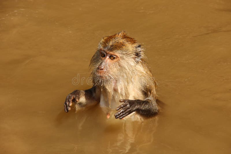 Monkey and water stock photo. Image of geology, water - 203424746