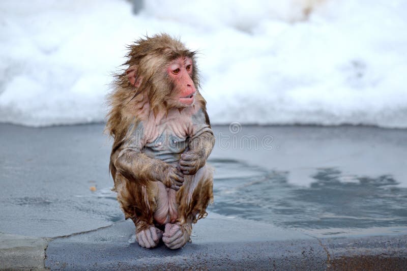 Monkey in water stock image. Image of national, bathing - 136670057