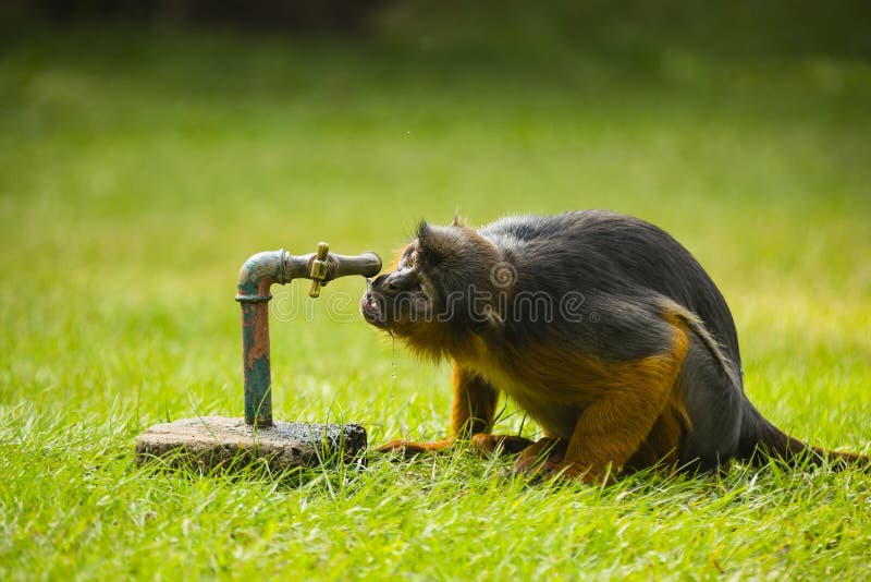 Monkey and water stock photo. Image of geology, water - 203424746