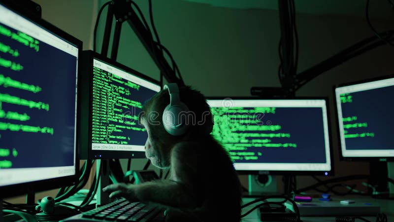 Monkey Programming on Multiple Computers in Dark Room Stock Footage ...