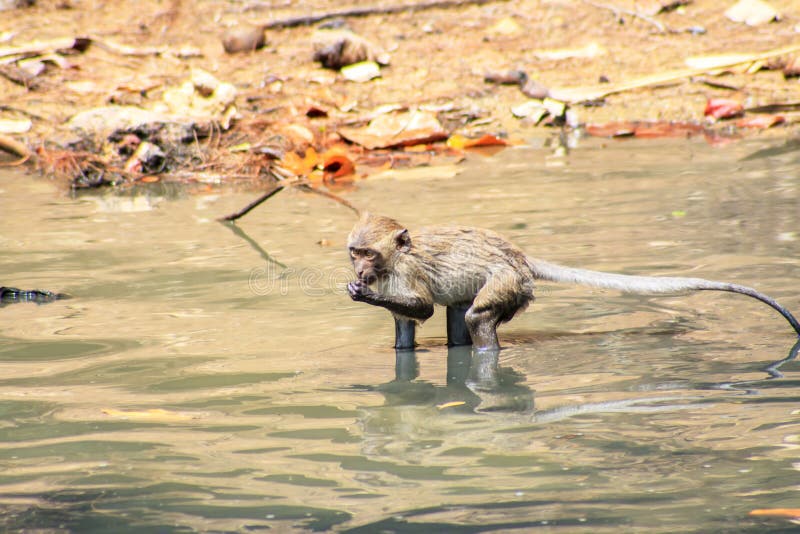 Monkey Were Playing Pool in the Tropical Forests Stock Photo - Image of ...