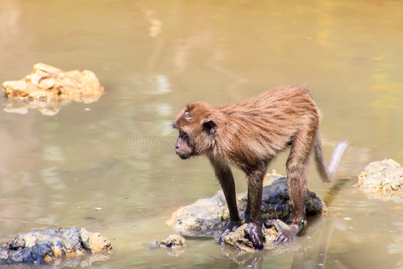 Monkey Were Playing Pool in the Tropical Forests Stock Image - Image of ...