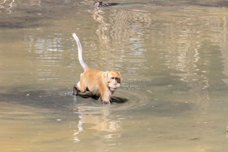 Monkey Were Playing Pool in the Tropical Forests Stock Photo - Image of ...
