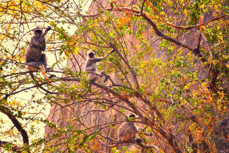 Mostaque Stock Photos - Free & Royalty-Free Stock Photos from Dreamstime