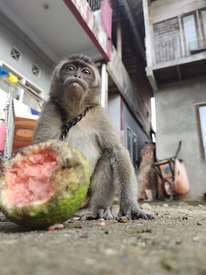 A Monkey Who Has Finished Eating Guava Fruit Stock Photo - Image of ...