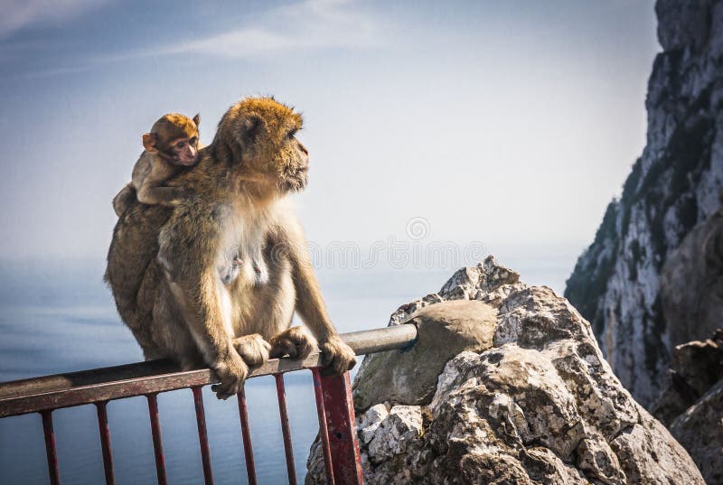 Monkey stock image. Image of spain, animal, color, iberian - 48528217