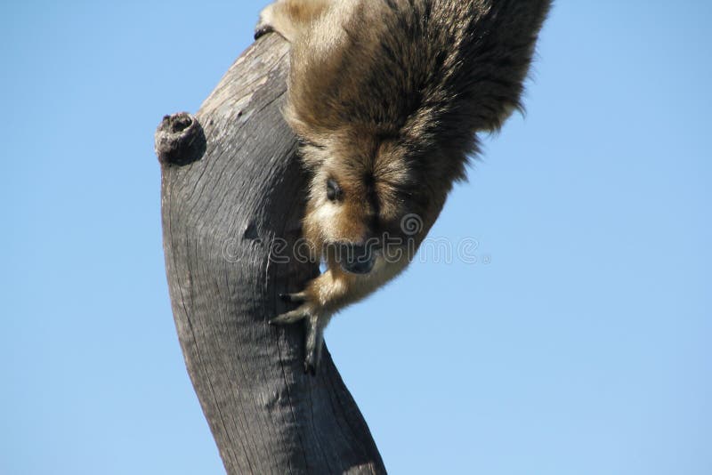 Monkey in the Wild. High Quality Photo Stock Image - Image of hairy ...