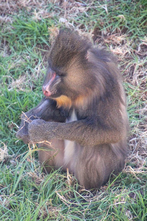 Monkey in the Wild. High Quality Photo Stock Image - Image of monkeys ...