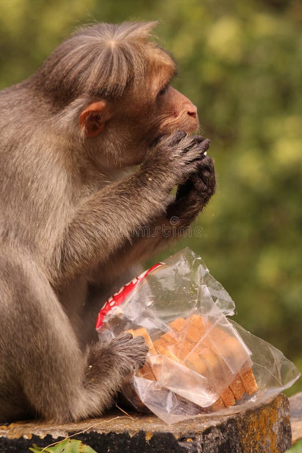 The Monkey is Having Lunch. Stock Image - Image of gibraltar, branch ...
