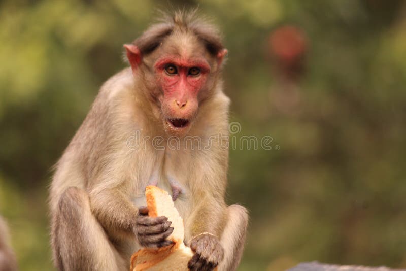 Monkey stock image. Image of organism, monkeys, monkey - 87864551