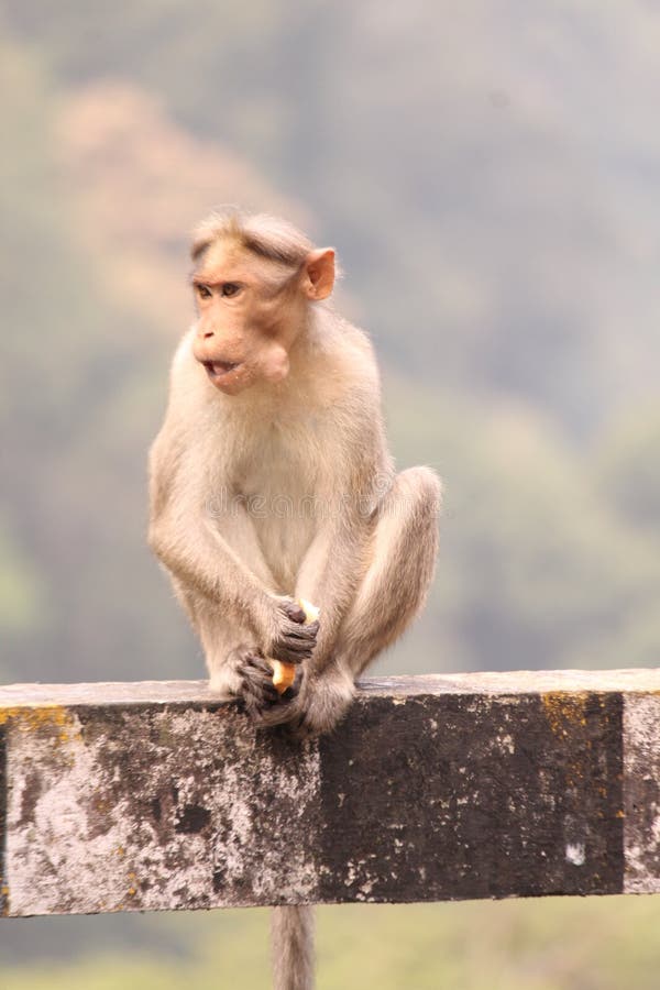 Monkey stock image. Image of pose, primate, monkey, jungle - 87864657