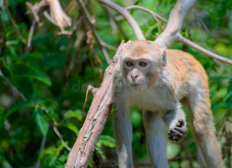 Monkey wild stock image. Image of destination, jungle - 54096095
