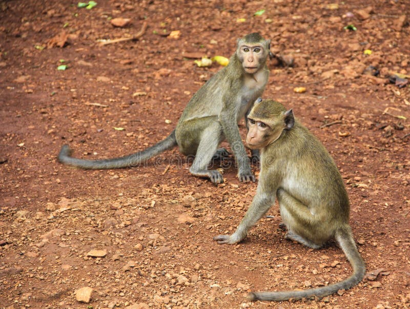 Monkey Wildlife Tree Leaves Stock Photo - Image of leavesn, green ...