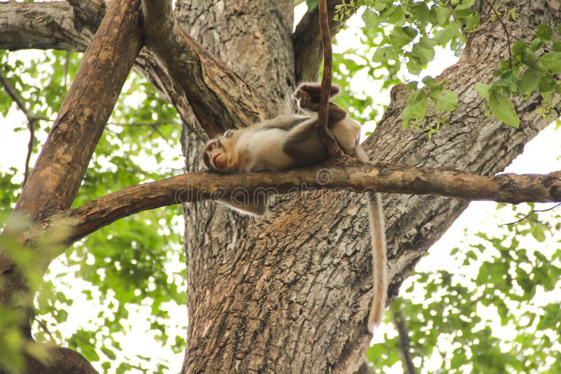 Monkey Wildlife Tree Leaves Stock Photo - Image of band, america: 101060340