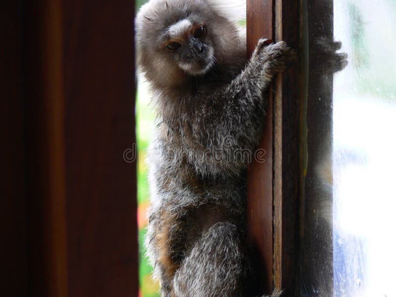 Monkey in window stock image. Image of cling, clinging - 20516263