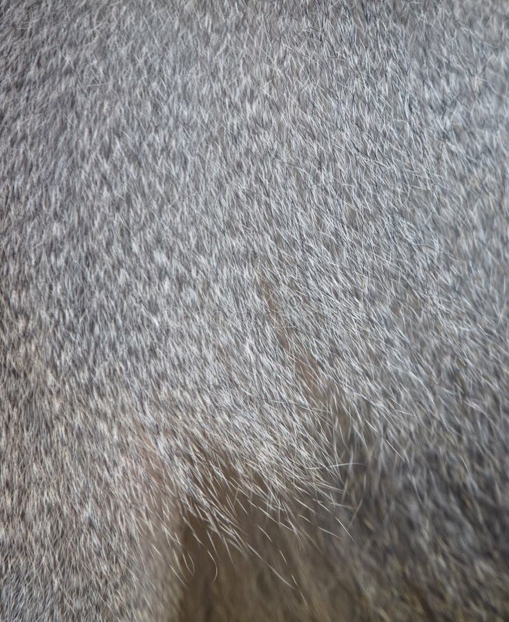 Monkey Skin Texture