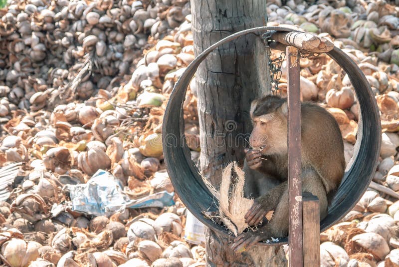 Monkey work stock photo. Image of working, mammal, thailand - 58872592