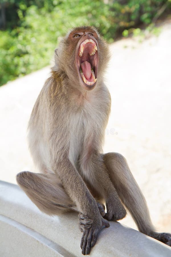 Monkey yawning stock image. Image of hungry, long, nature - 29434389