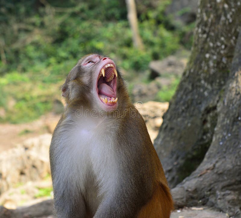 A Monkey is Yawning stock image. Image of sitting, tooth - 35641549