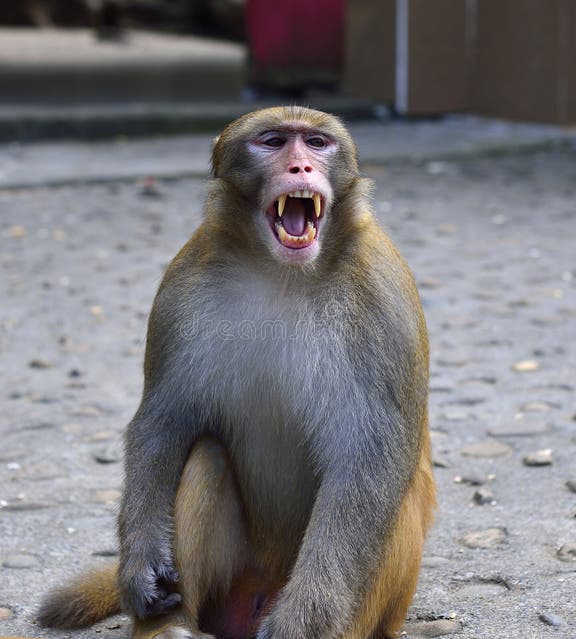 152 Big Fat Monkey Stock Photos - Free & Royalty-Free Stock Photos from ...