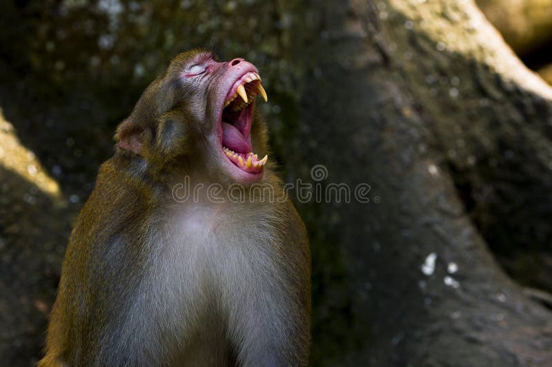 A Monkey is Yawning stock image. Image of sitting, tooth - 35641549