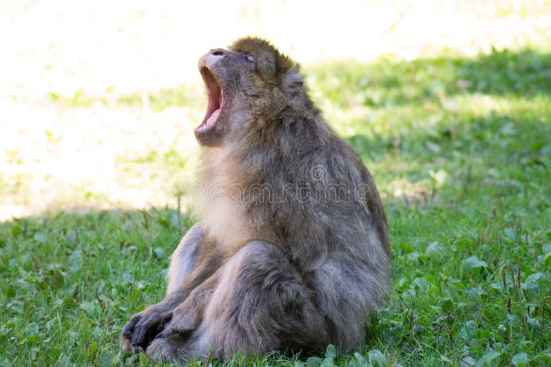 Yawning monkey stock photo. Image of furry, primate, drowsy - 1900192