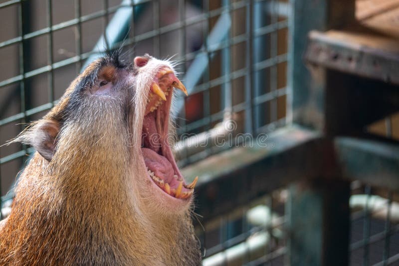 Monkey that yawns wide stock image. Image of mammal - 259092291