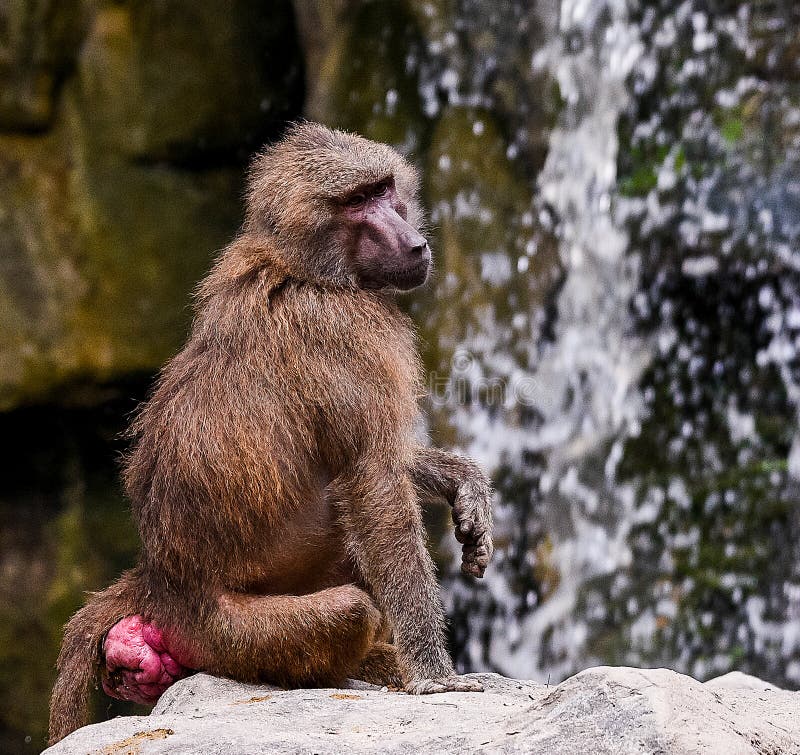 Monkey Year stock photo. Image of malaysia, eating, primate - 64911092