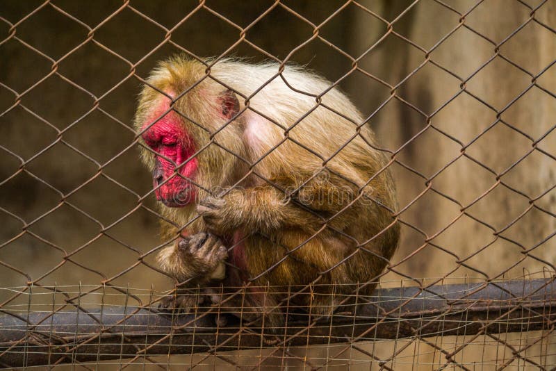 Monkey's prison stock photo. Image of background, emotions - 30860288