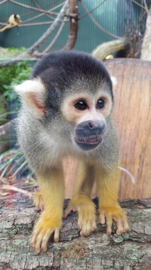 Monkey stock image. Image of young, baby, monkey, looking - 85658801