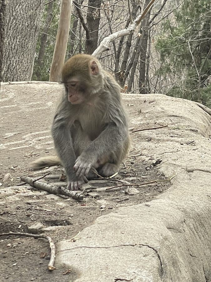 Monkey stock photo. Image of gorilla, macaque, squirrel - 368166784