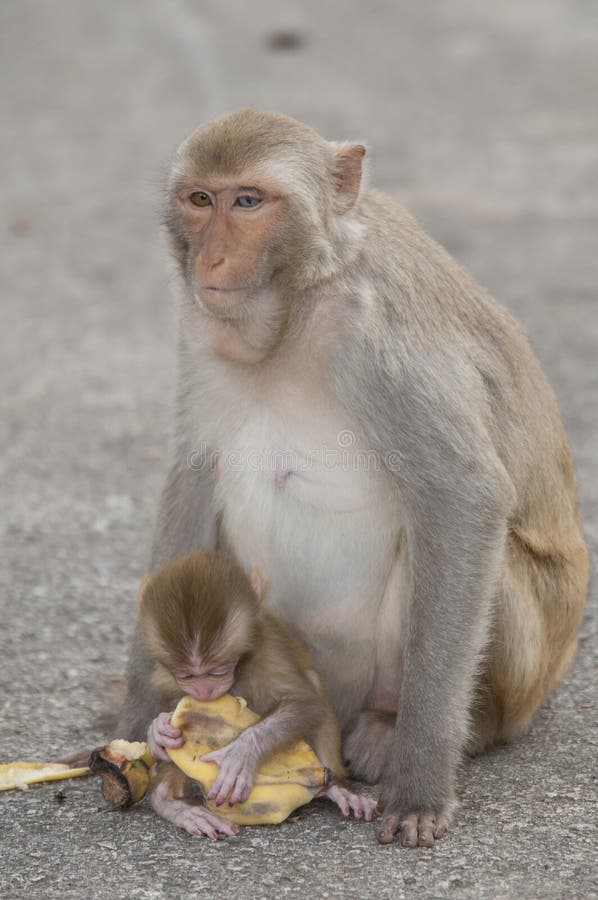 Monkey with Young, Thailand Stock Photo - Image of african, primate ...